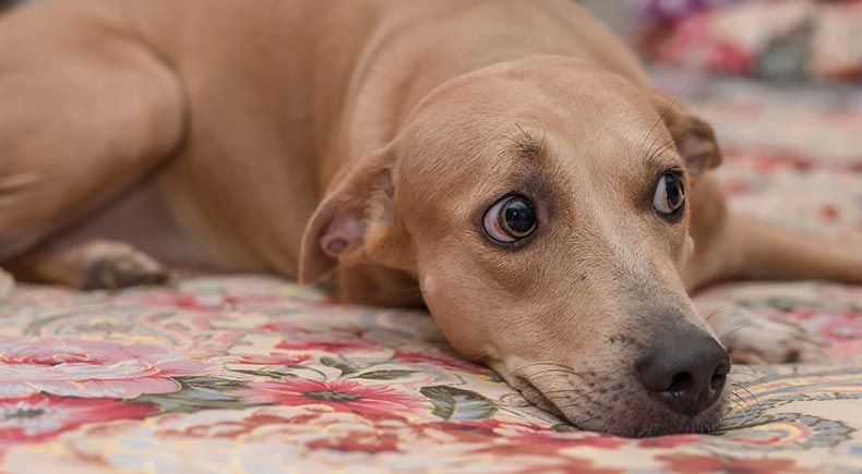 How the Brains of Anxious Dogs Differ From Others
