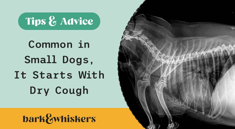 Small Dogs and Dry Coughs: What You Need to Know