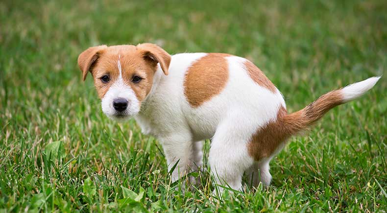 When Your Dog's Poop Looks Like This, Visit Your Vet