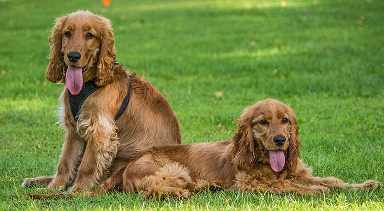 The Differences Between Male and Female Dogs