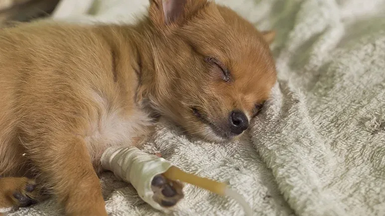 New Treatment Slashes Parvo Mortality Rate & Recovery Times