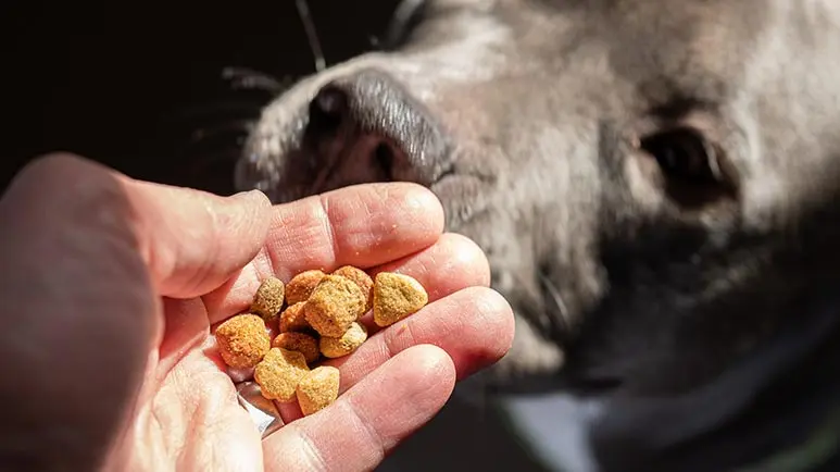 Role of Carbs in Your Dog's Diet