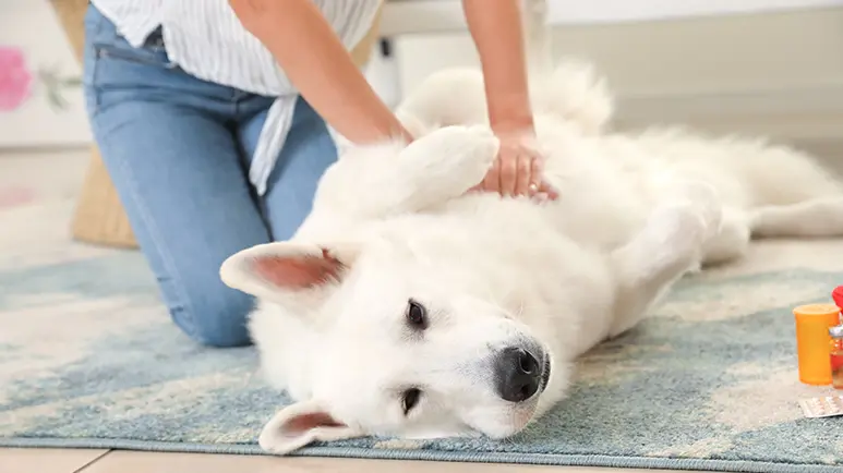 How to Perform CPR in Dogs