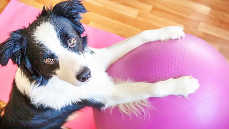 Yoga: A Simple Technique to Boost Health for You and Your Pet