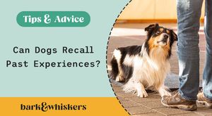 Can Dogs Recall Past Experiences?