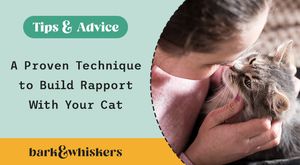 Technique to Build Rapport With Your Cat