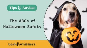 The ABCs of Halloween Pet Safety