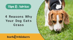 4 Reasons Why Your Dog Eats Grass