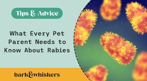 What Every Pet Parent Needs to Know About Rabies