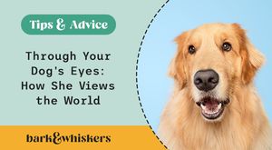 Through Your Dog's Eyes: How She Views the World