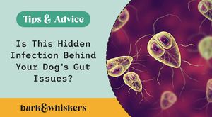 Giardia: Is This Hidden Infection Behind Your Dog's Gut Issues?