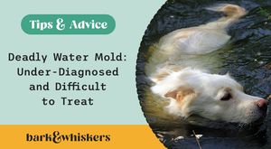 Pythiosis in Dogs: Under-Diagnosed and Difficult to Treat