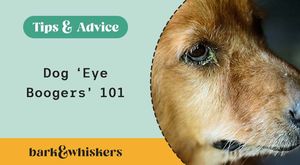 What's Causing My Dog's Eye 'Goop?'