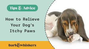 The Secret to Relieving Your Dog's Itchy Paws