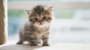 The Magical Journey of a Kitten's Life