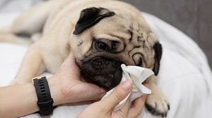 The Telltale Signs of a Serious Canine Eye Issue